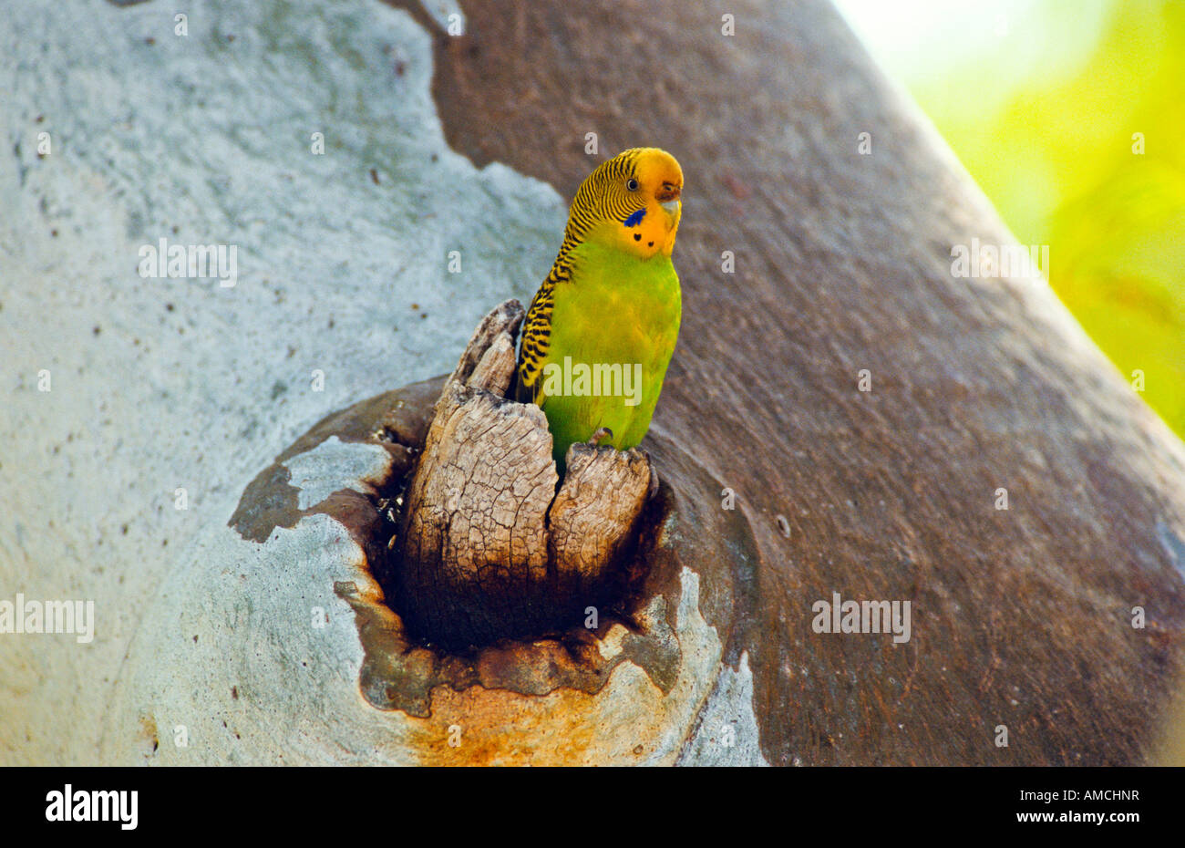 Portraits birds budgerigar budgie hi-res stock photography and images ...