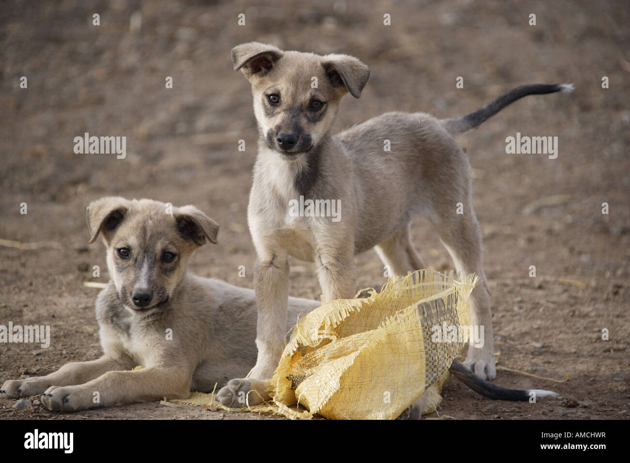two half breed dog puppies Stock Photo - Alamy