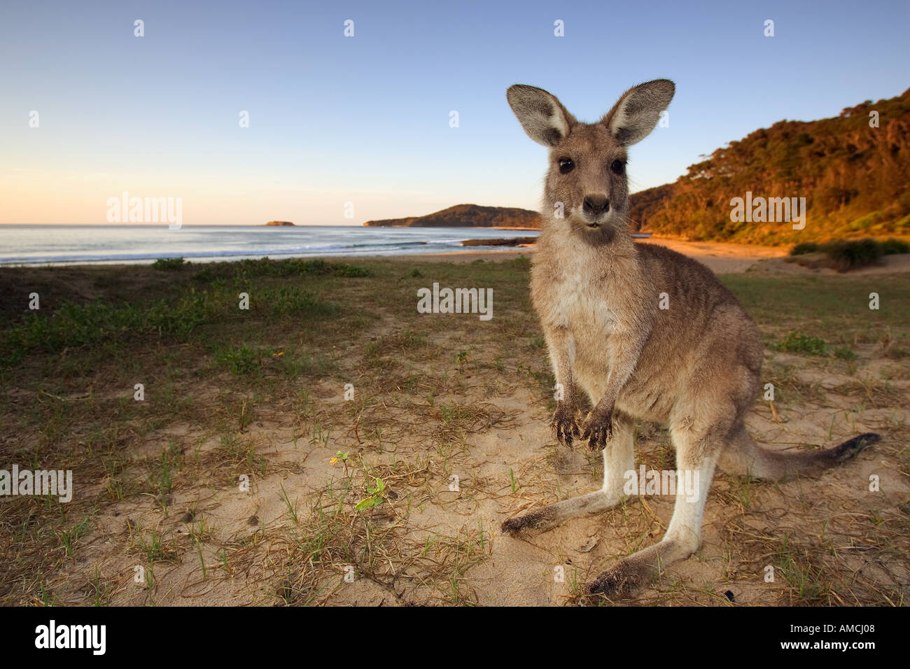 Eastern Grey Kangaroo - standing / Macropus giganteus Stock Photo - Alamy