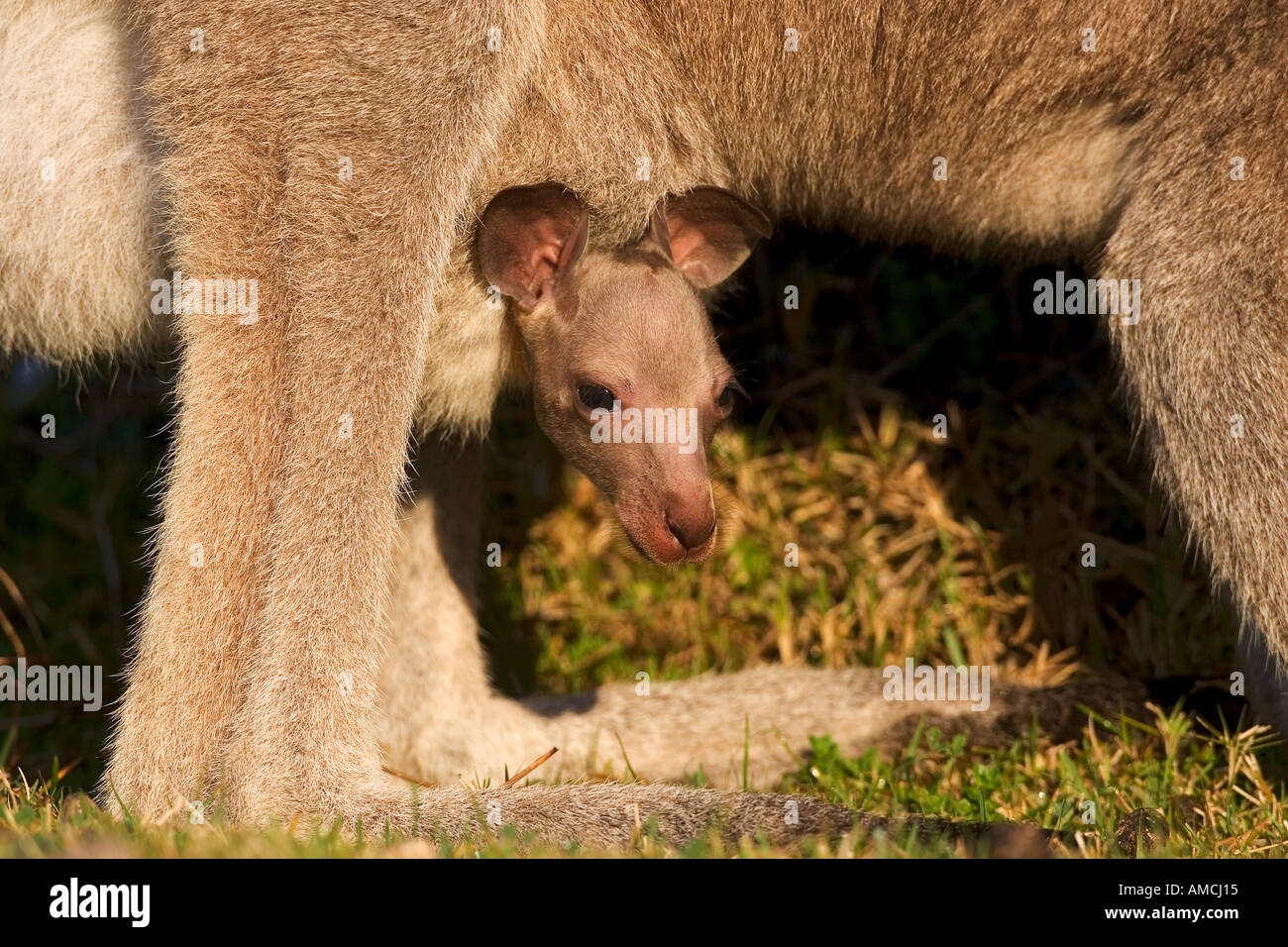 Eastern grey Kangaroo with cub / Macropus giganteus Stock Photo - Alamy