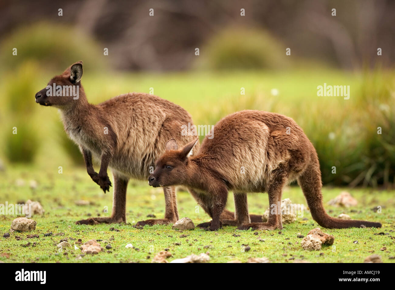 2 kangaroos hi-res stock photography and images - Alamy