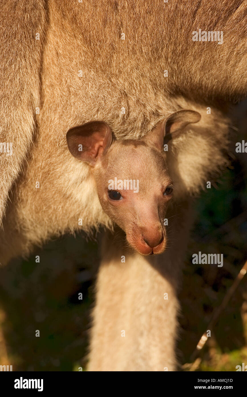 Eastern Grey Kangaroo - cub in bag / Macropus giganteus Stock Photo - Alamy