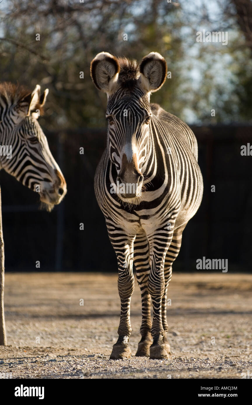 Zebra in zoo Stock Photo - Alamy