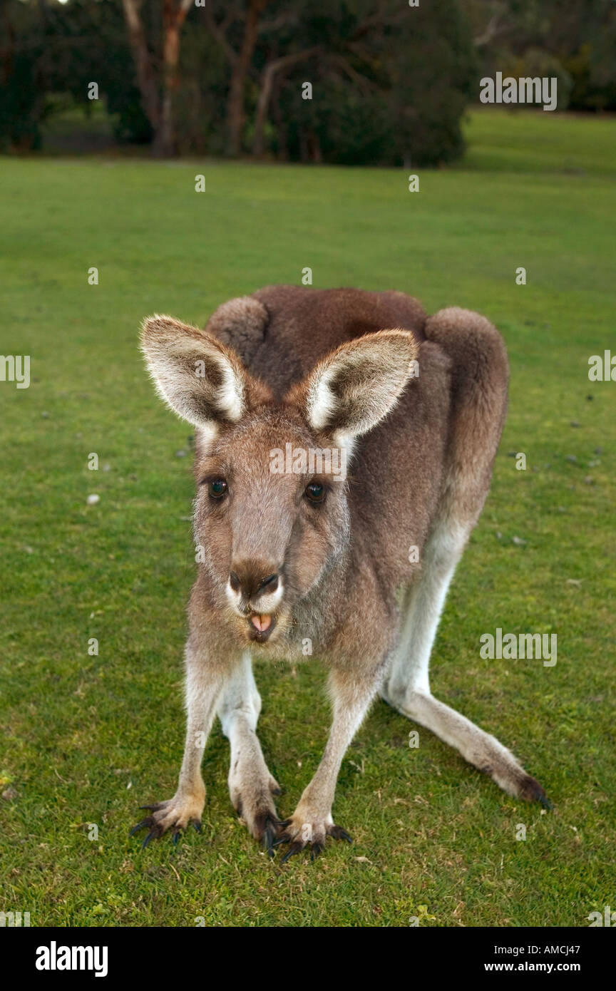 Eastern Grey Kangaroo - standing Stock Photo - Alamy
