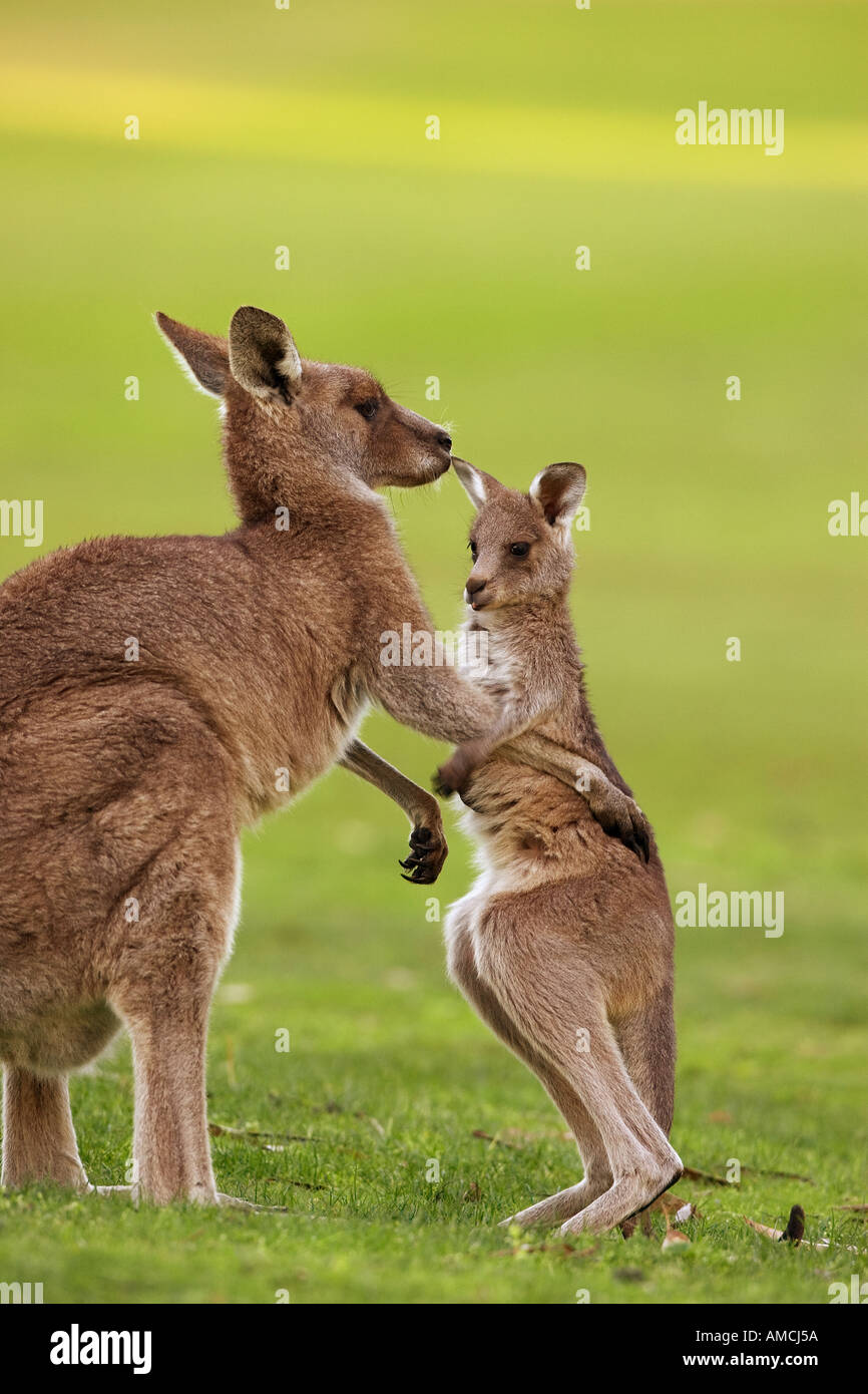 Eastern grey kangaroo - with cub / Macropus giganteus Stock Photo - Alamy