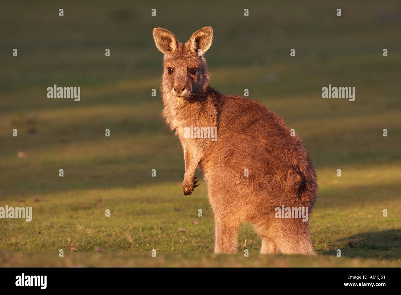 Eastern Grey Kangaroo - standing / Macropus giganteus Stock Photo - Alamy