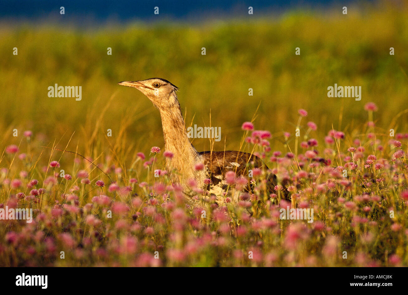 Australian Bustard [Plains Turkey] Australia Stock Photo - Alamy