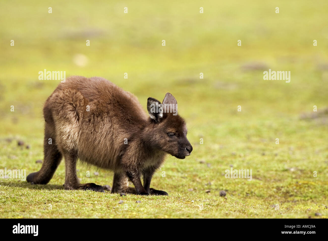 Western Gray Kangaroo - cub on meadow / Macropus fuliginosus Stock ...