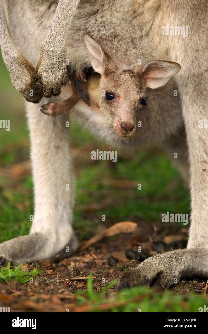 Eastern Grey Kangaroo with cub / Macropus giganteus Stock Photo - Alamy