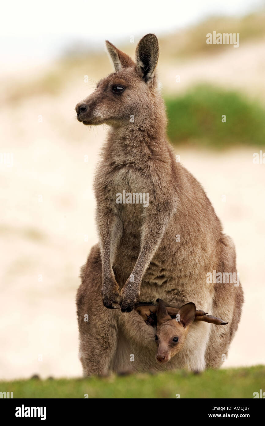 Australia grey kangaroo cub hi-res stock photography and images - Alamy
