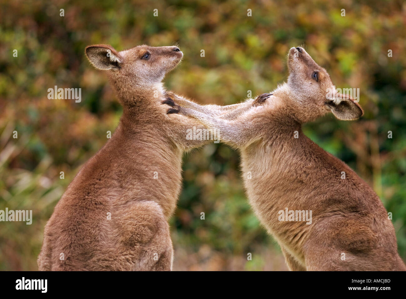 Kangaroos fighting hi-res stock photography and images - Alamy