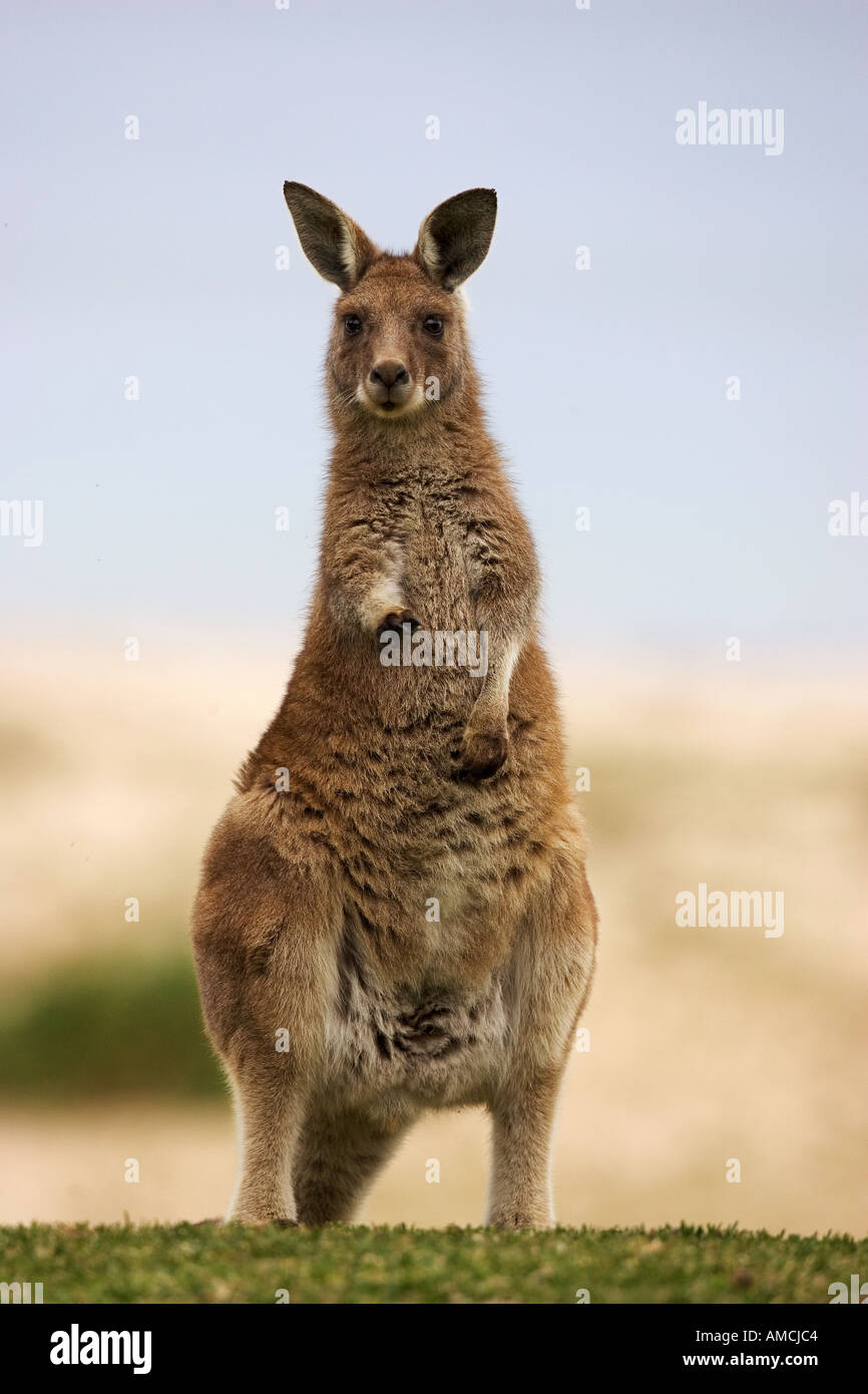 Eastern Grey Kangaroo - standing / Macropus giganteus Stock Photo - Alamy