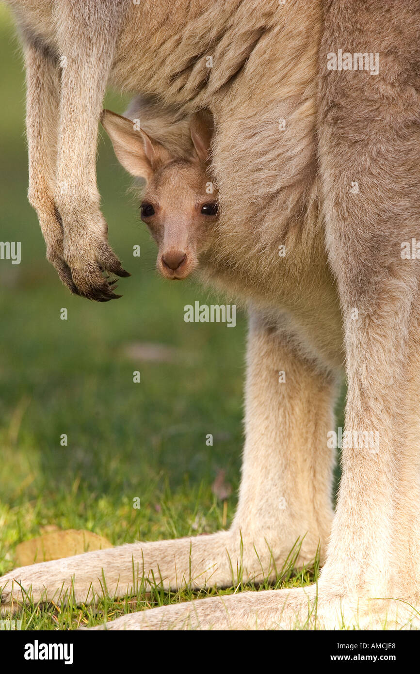 Australia grey kangaroo cub hi-res stock photography and images - Alamy