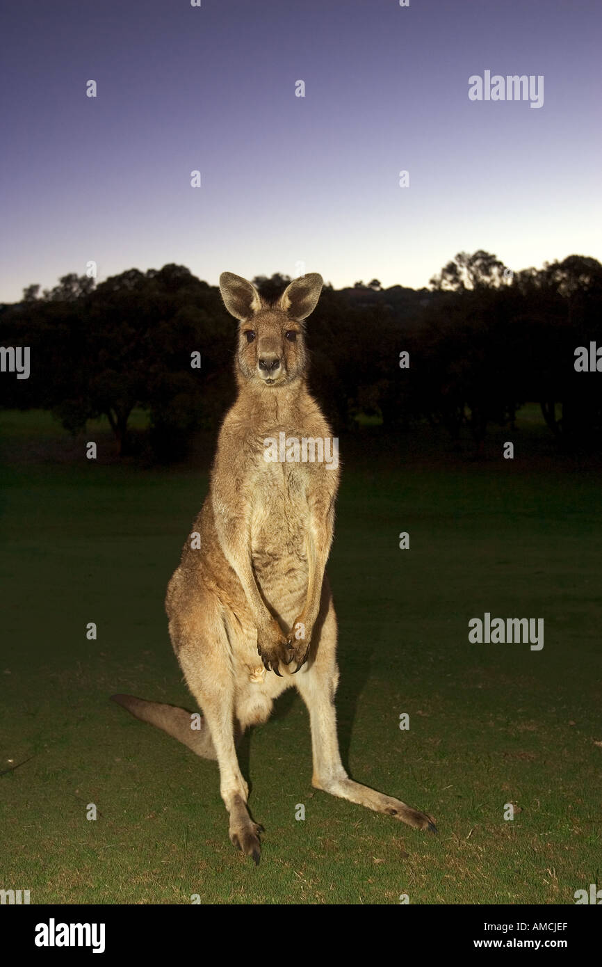 Eastern Grey Kangaroo - at night / Macropus giganteus Stock Photo - Alamy
