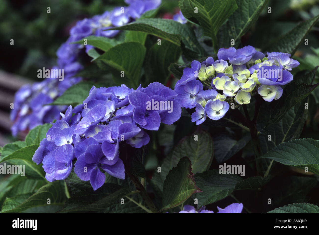 Hydrangea macrophylla BLAULING Stock Photo - Alamy