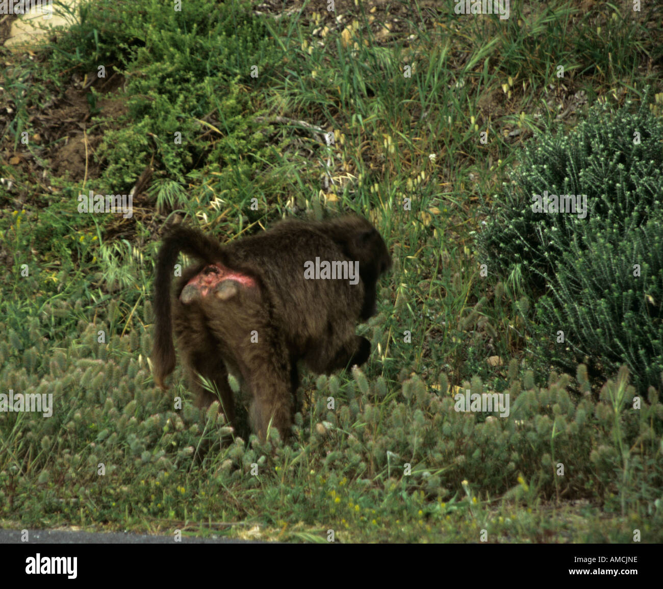 SOUTH AFRICA October Male Baboon feeding at the side of the road in the ...