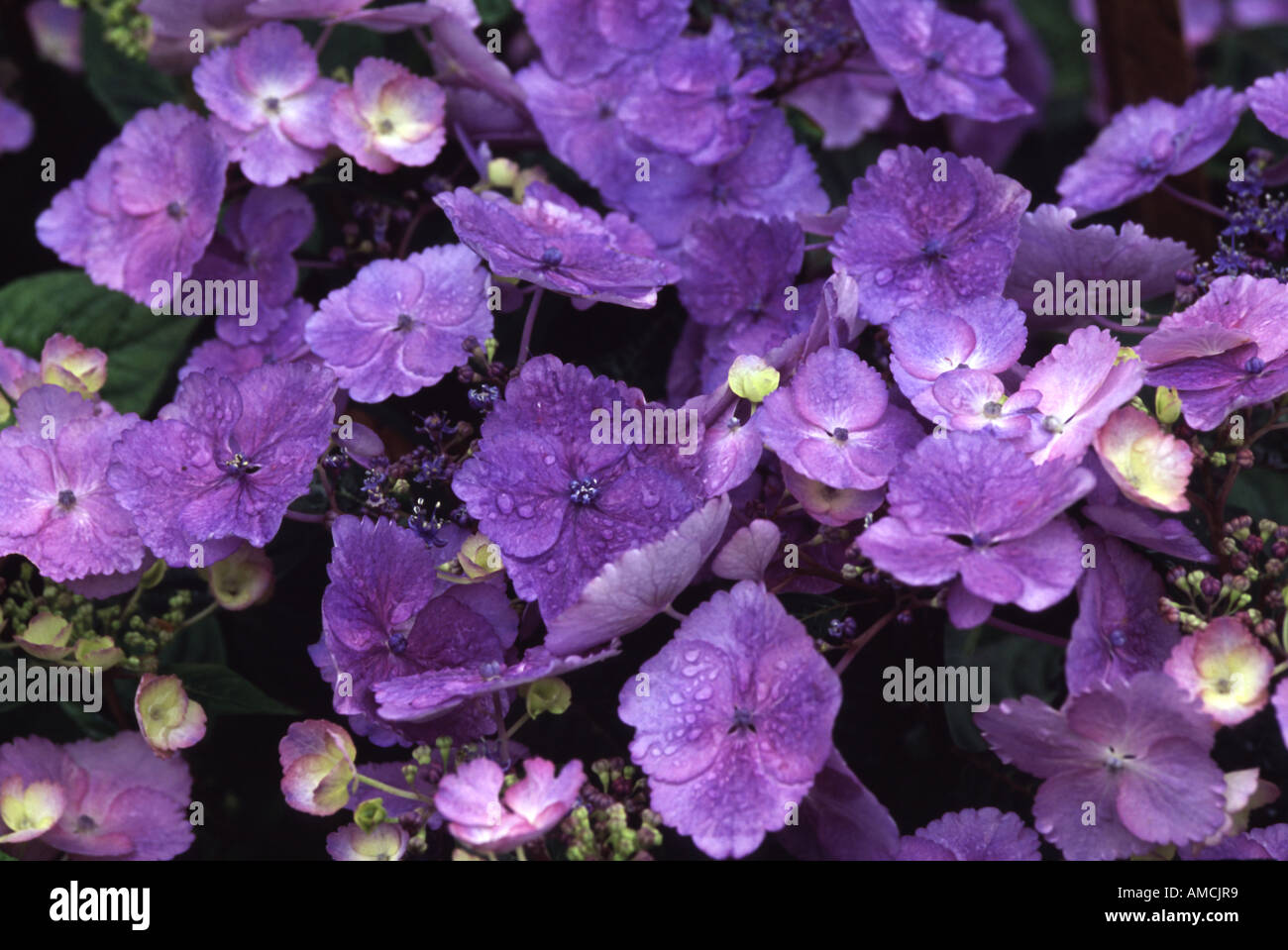 Hydrangea macrophylla MIRANDA Stock Photo - Alamy