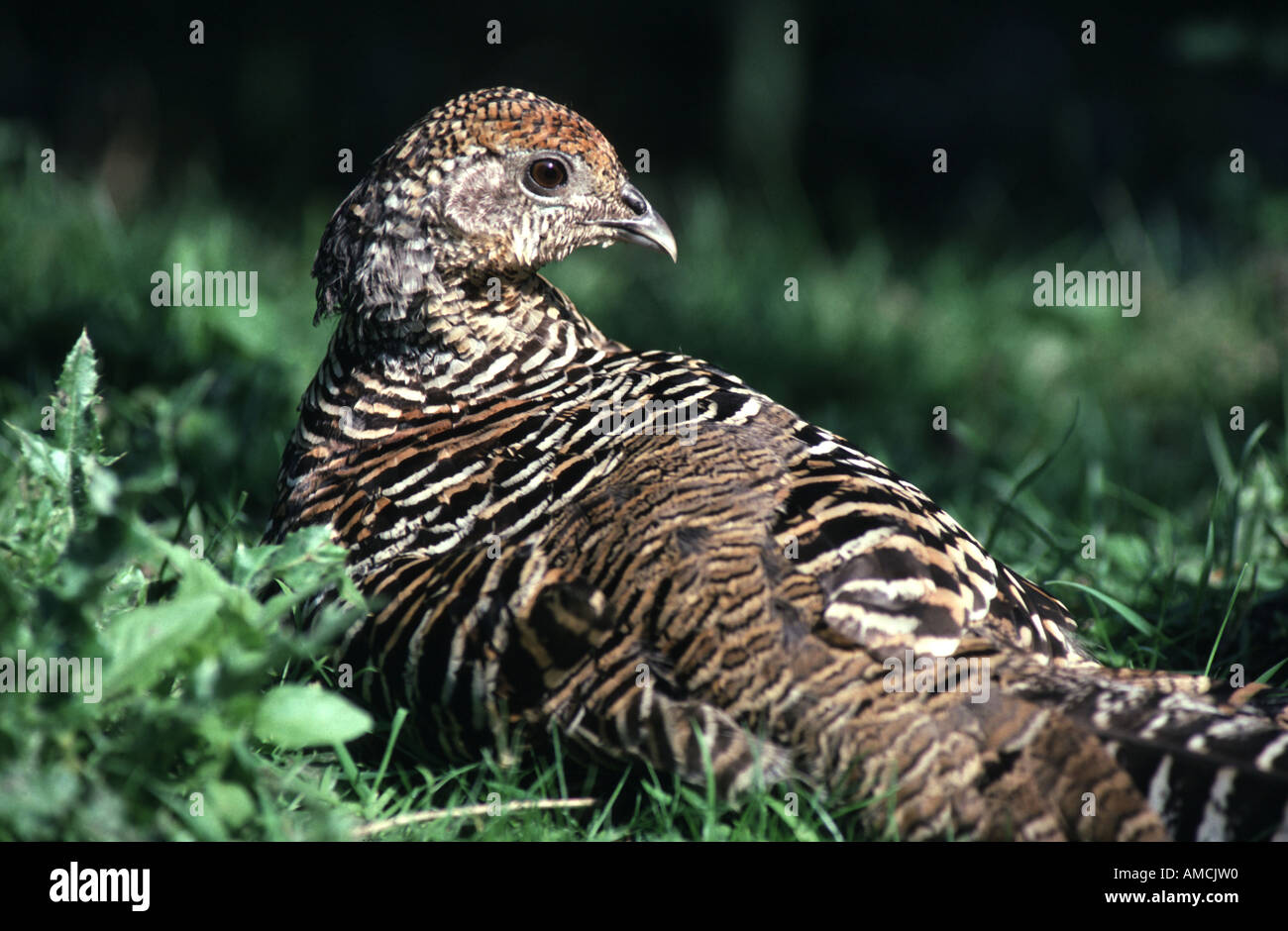 Golden pheasant hen (Chrysolophus pictus Stock Photo - Alamy