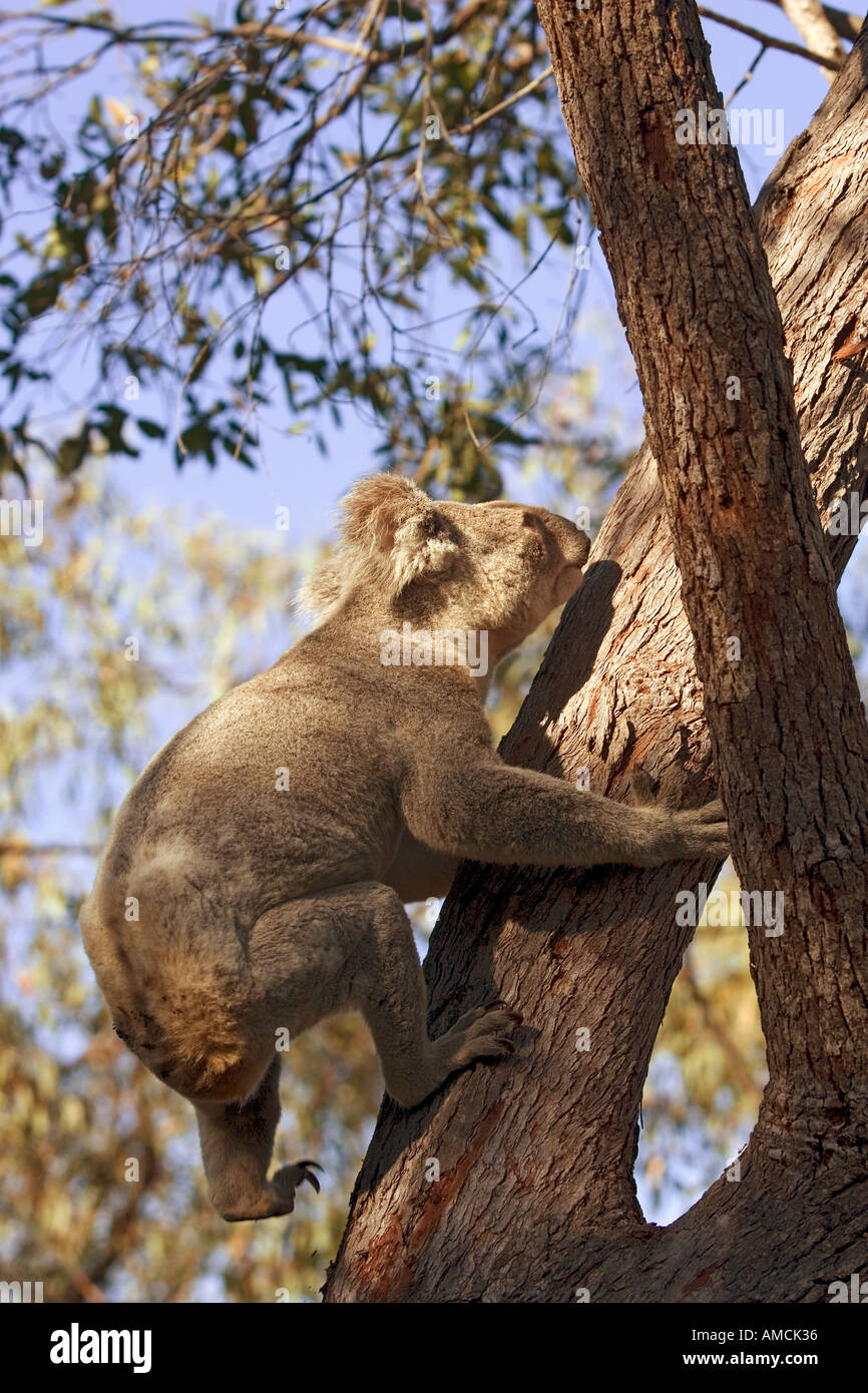 Koala - climbing on tree / Phascolarctos cinereus Stock Photo - Alamy