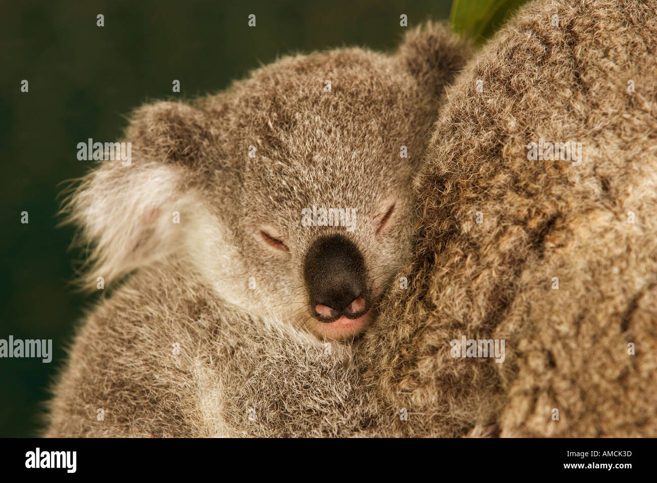 Koala and cub hi-res stock photography and images - Alamy