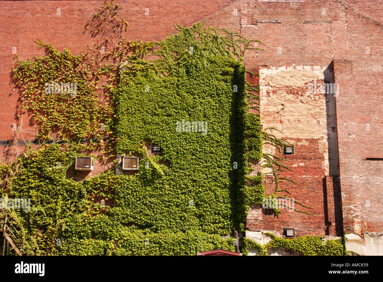 Ivy grows on brick wall of old building Stock Photo - Alamy