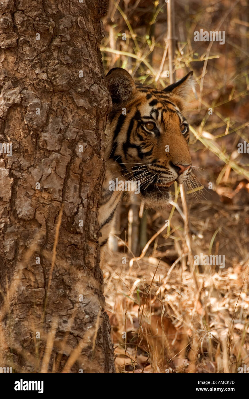 Bengal tiger behind tree Stock Photo - Alamy