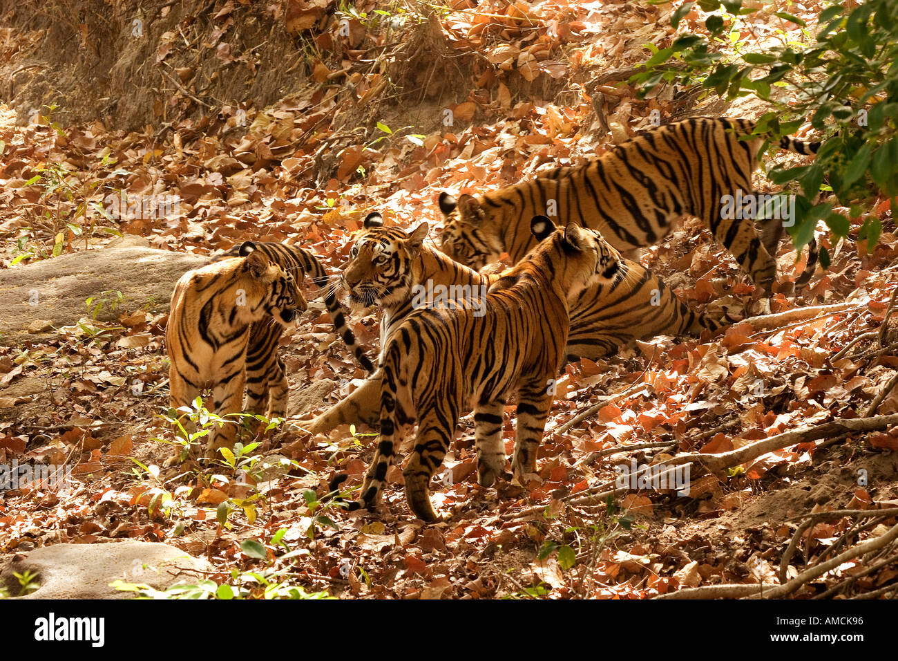 Orange Bengal Tiger Cubs