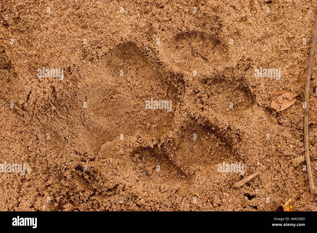 Bengal tiger - track in sand / panthera tigris tigris Stock Photo - Alamy