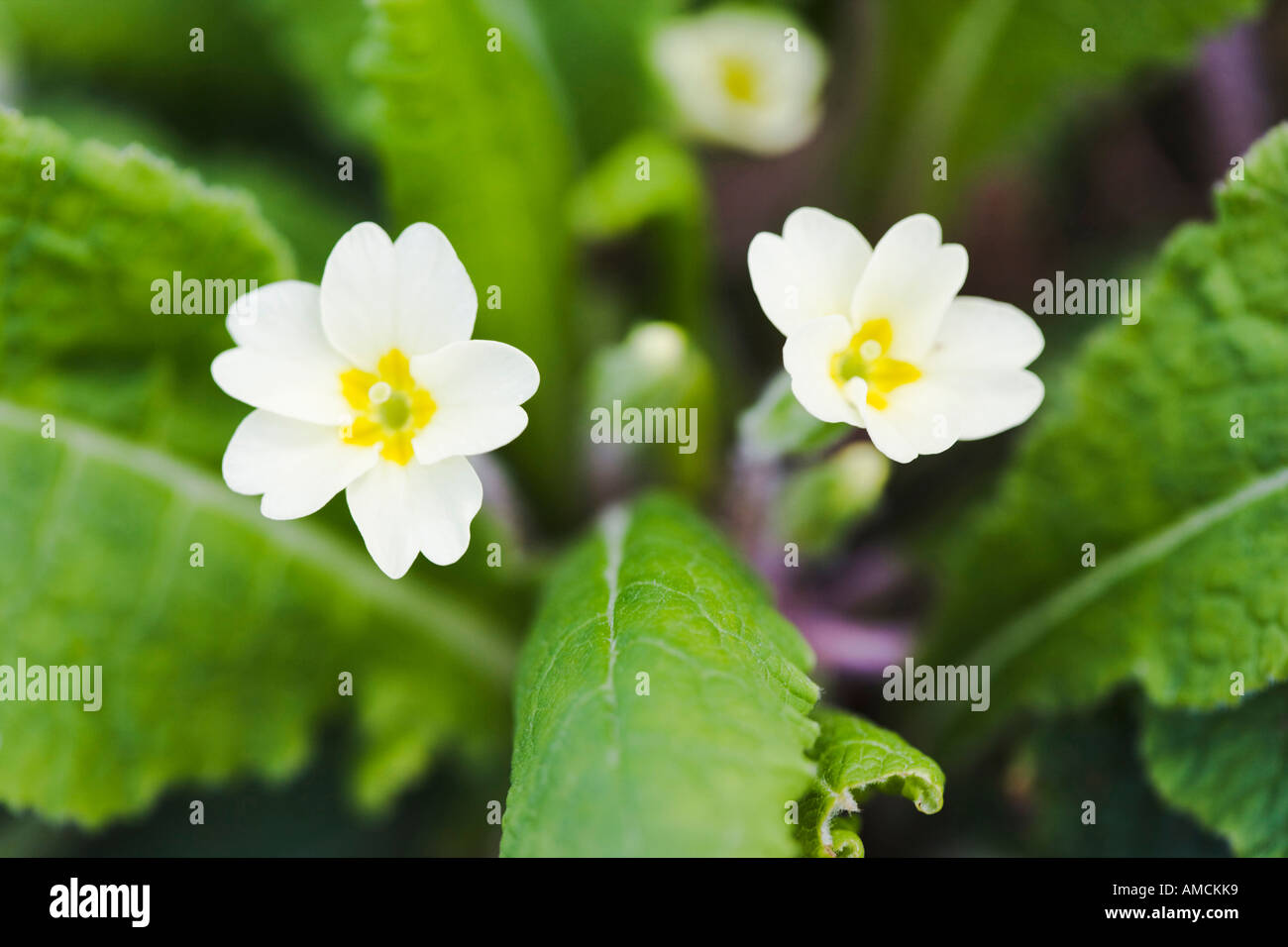 Pale yellow primrose flowers and plant Stock Photo - Alamy