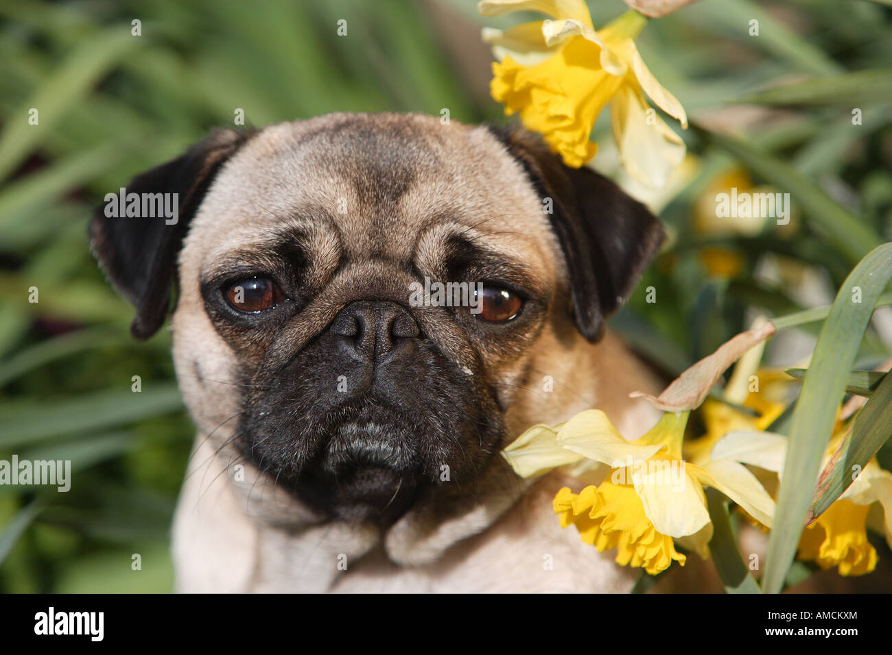 pug dog - portrait Stock Photo - Alamy
