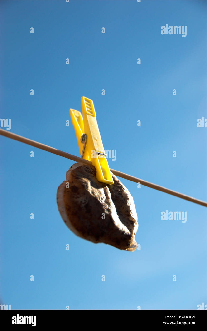 Drying tea bag on washing line Stock Photo - Alamy