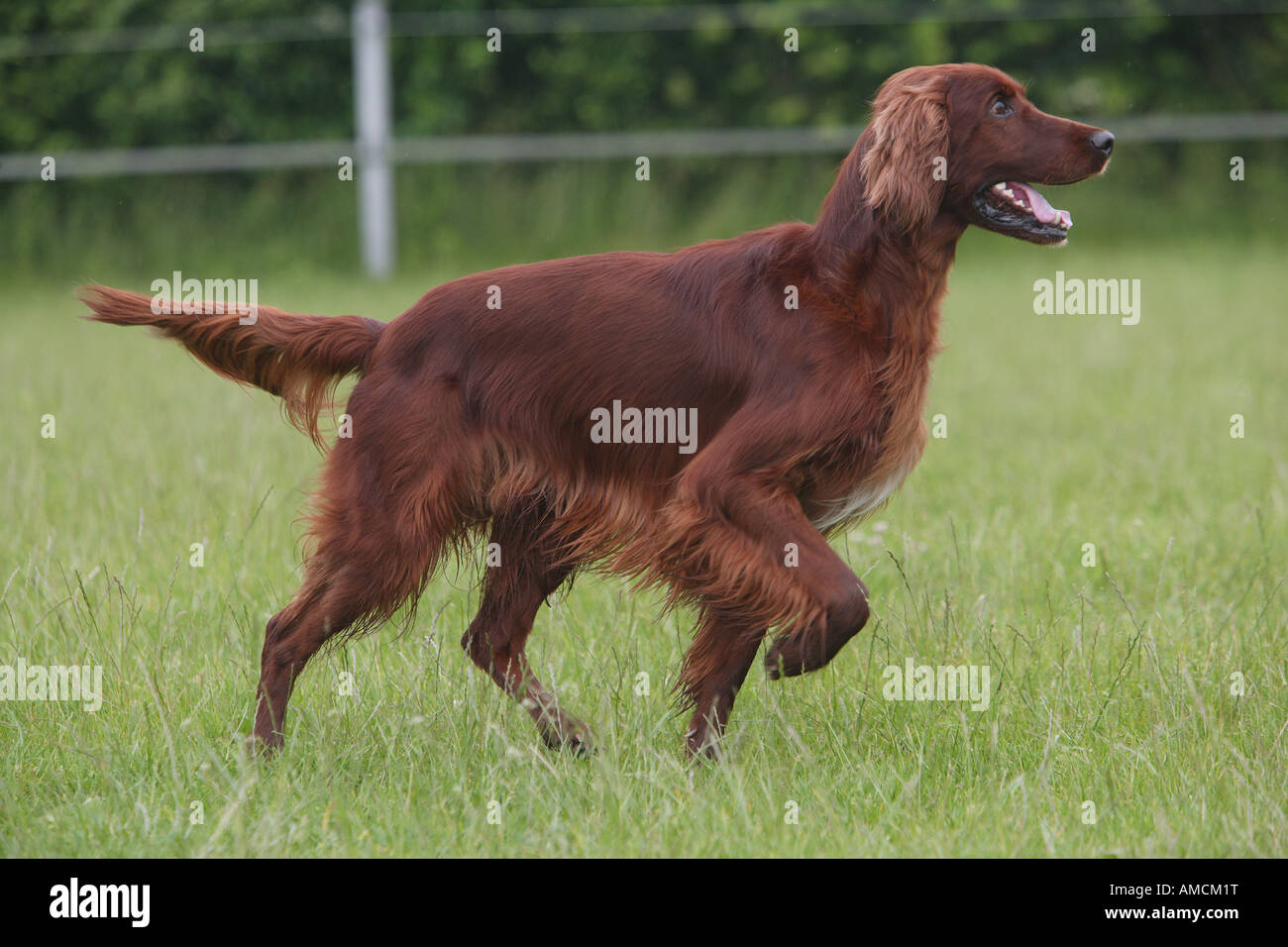 Irish Setter dog - standing on meadow Stock Photo - Alamy