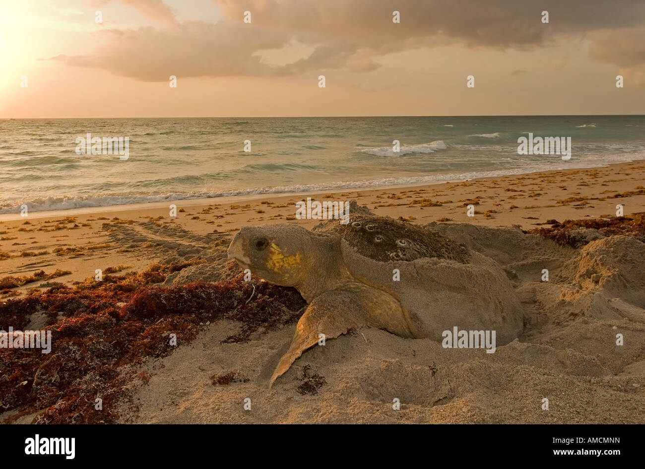 Loggerhead turtle finishing the nesting process Stock Photo - Alamy