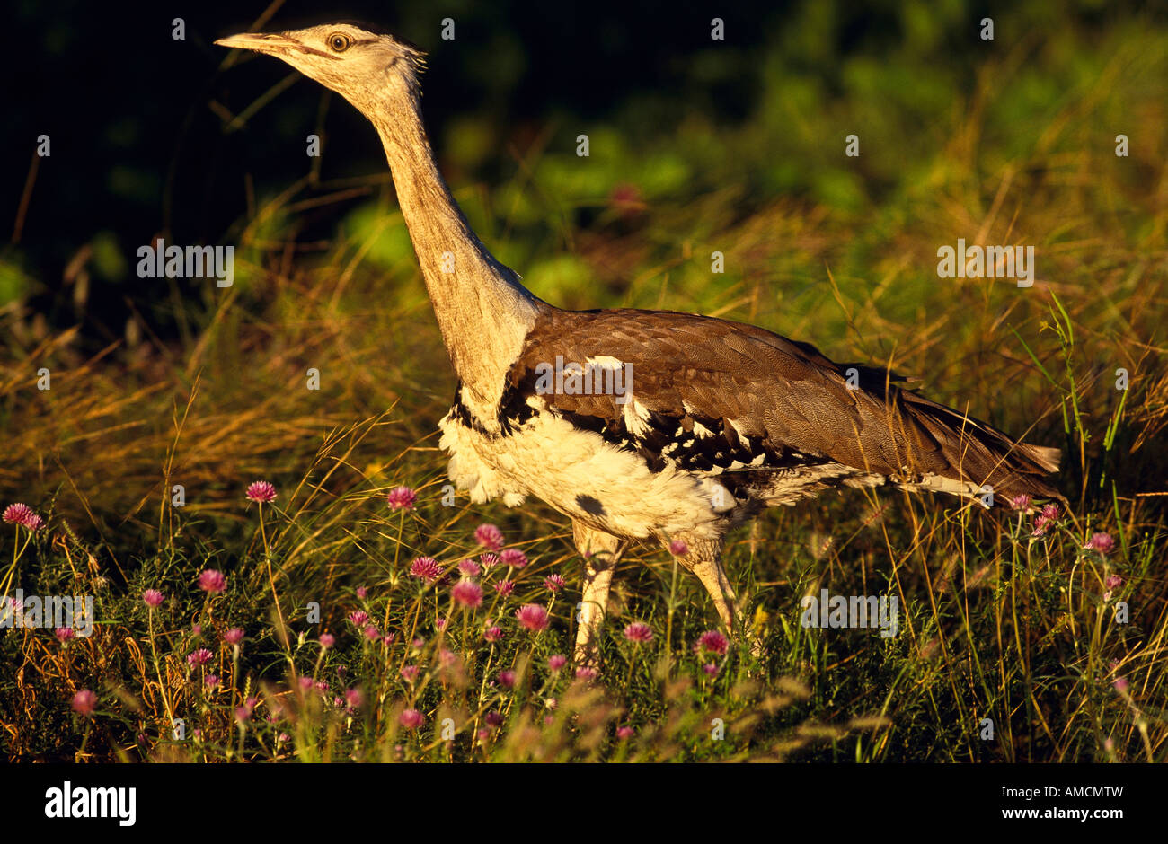 Australian Bustard [Plains Turkey] Australia Stock Photo - Alamy