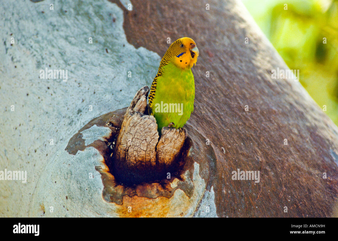 Budgerigar australia hi-res stock photography and images - Alamy