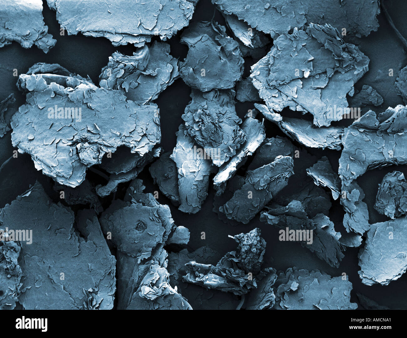 Sem dandruff bacteria microscopy hi-res stock photography and images ...