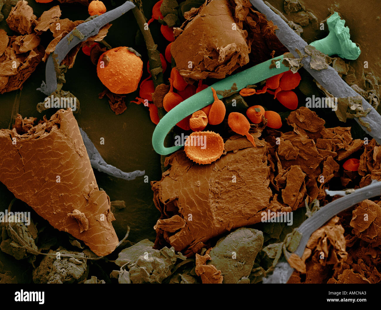 Fungus spores sem hi-res stock photography and images - Alamy