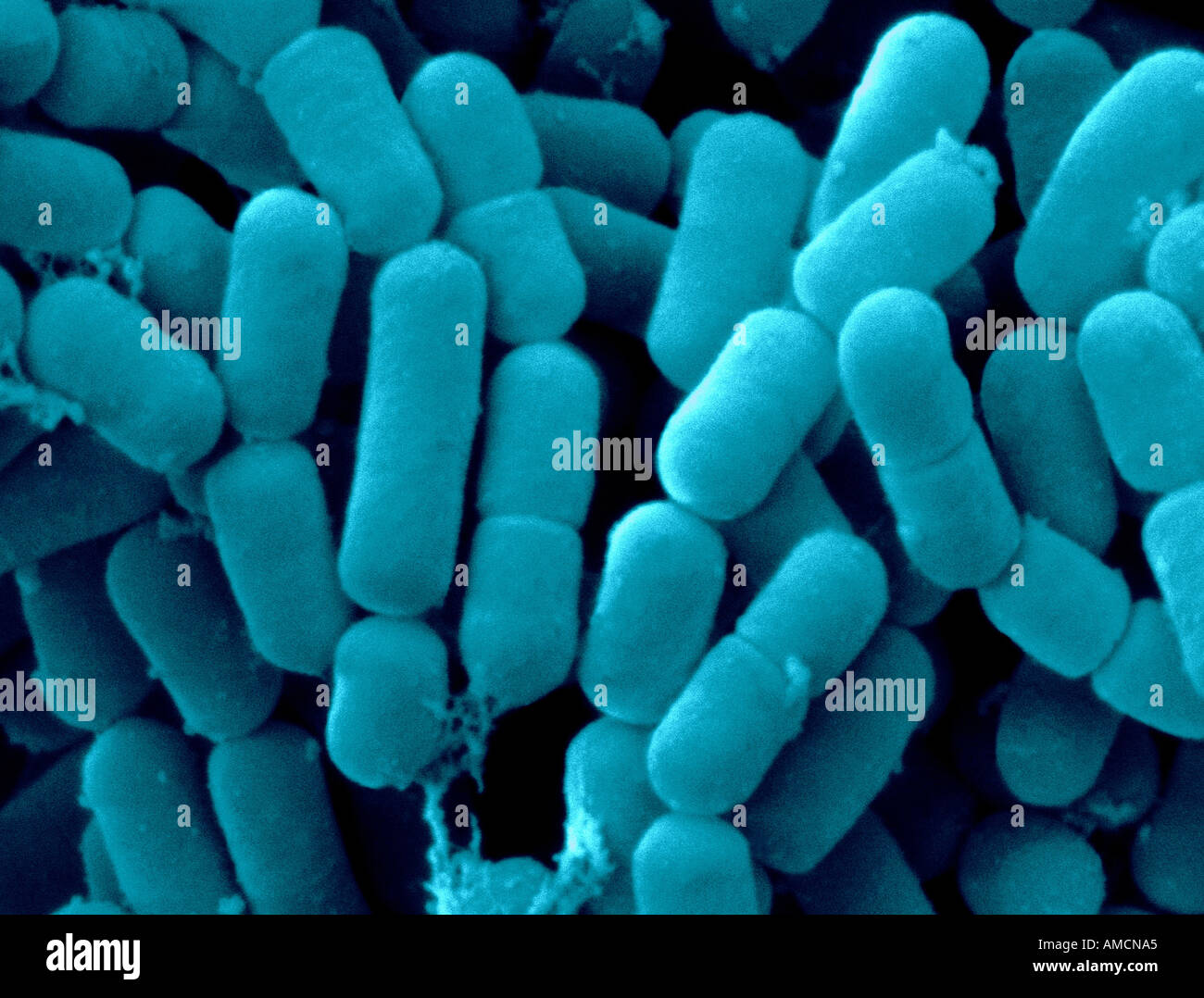 Lactobacillus In Yogurt Light Microscope