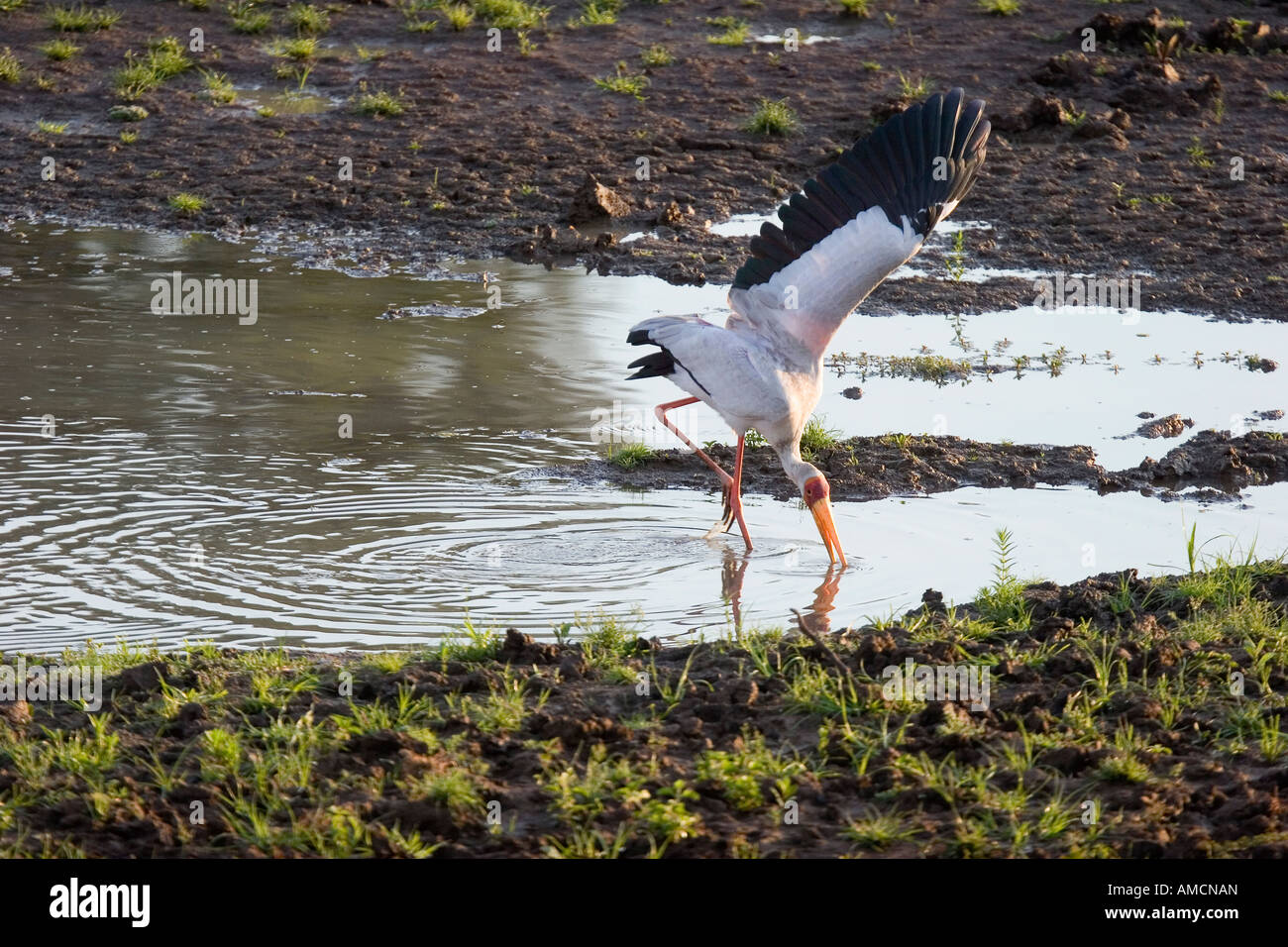 yellow-billed stork raising wing for shadow Stock Photo - Alamy