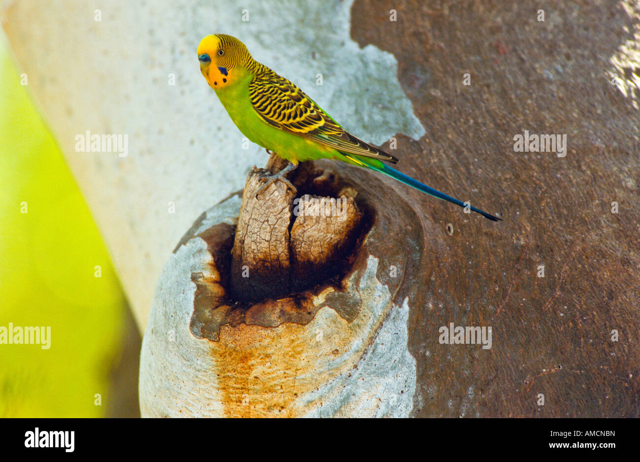 Budgerigar Australia Stock Photo - Alamy