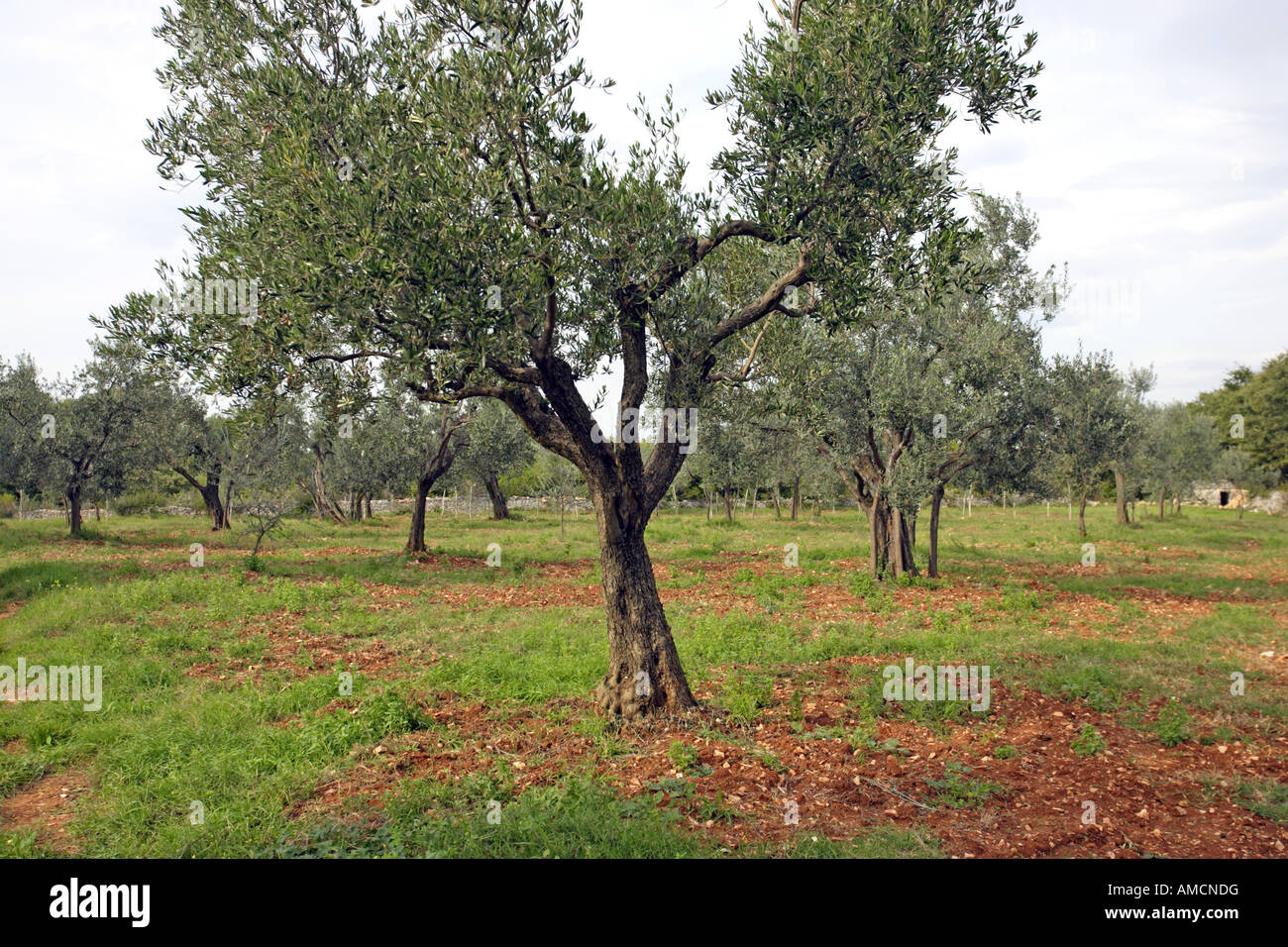 Croatia Istria olive trees in grove Stock Photo - Alamy