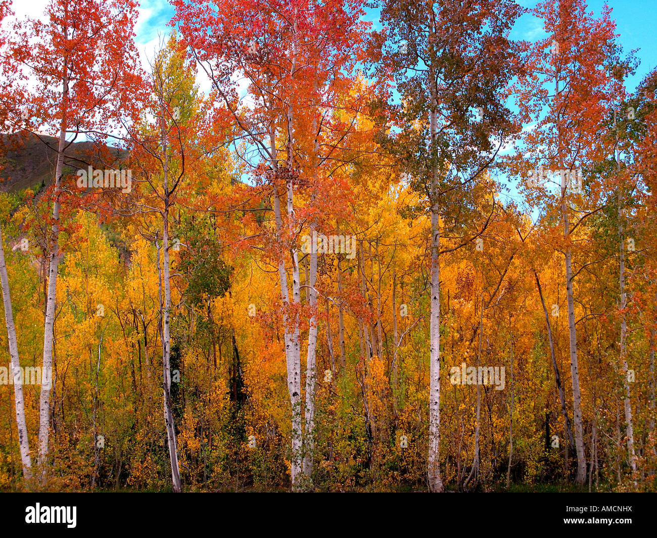 Fall Foliage (aspens) Colorado, USA Stock Photo - Alamy