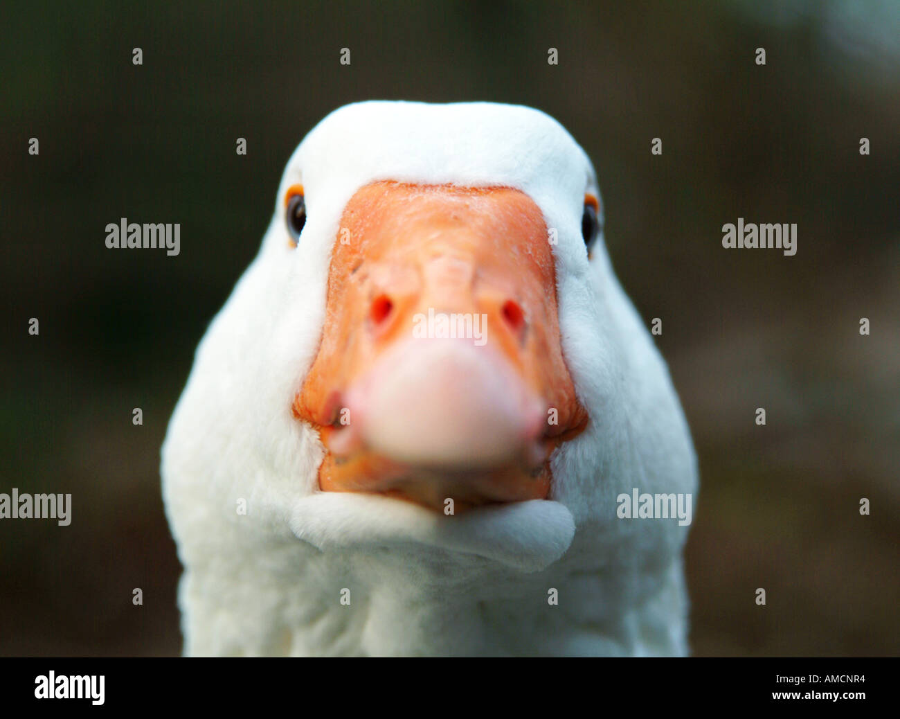 DEU, Germany, Gelsenkirchen : White, domestic goose. ZOOM Erlebniswelt ...