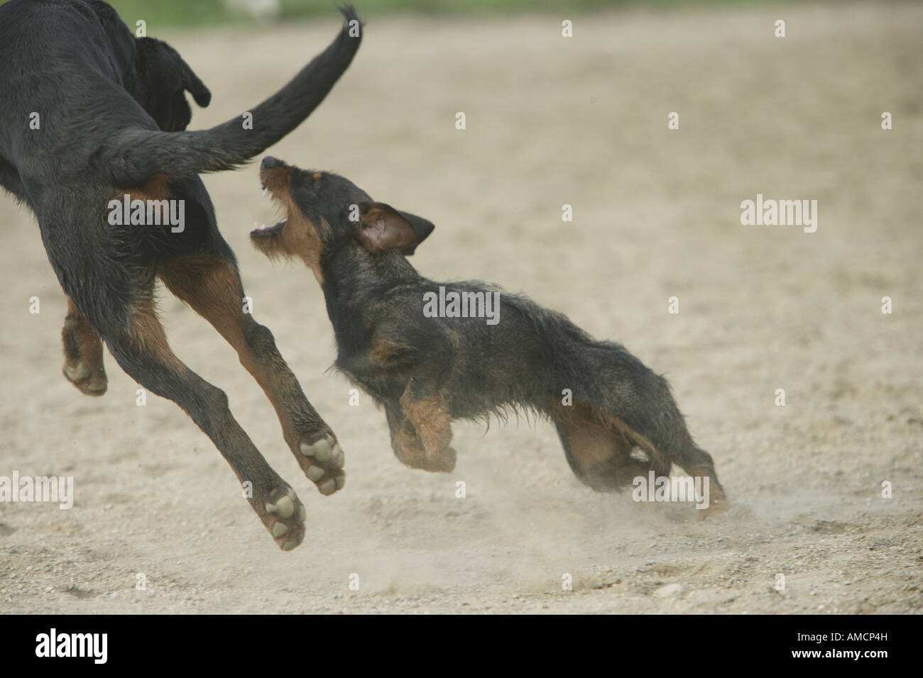two dogs - fighting Stock Photo - Alamy