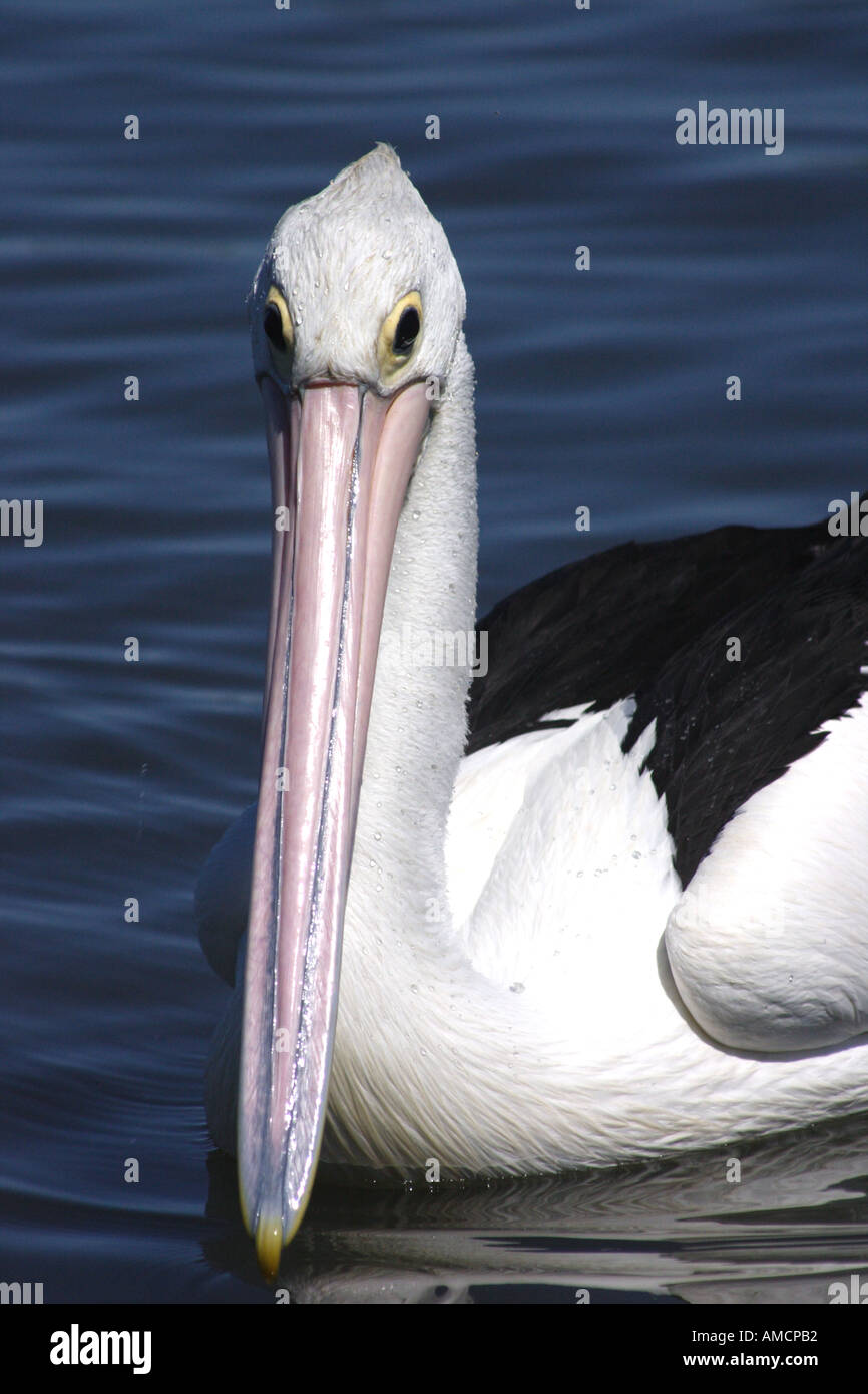 PELICAN SWIMMING GOLDEN BEACH SUNSHINE COAST QUEENSLAND AUSTRALIA Stock ...