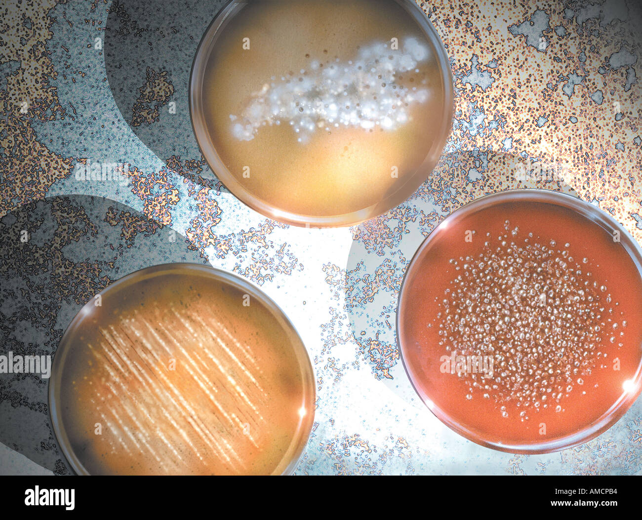 Fungal cultures hi-res stock photography and images - Alamy