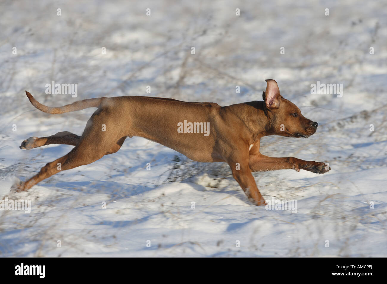 Rhodesian Ridgeback dog - running in snow Stock Photo - Alamy