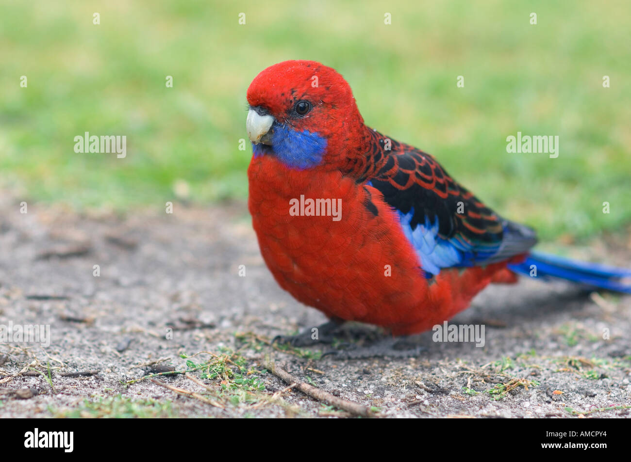 Crimson Rosella Parrot, Wilsons Promontory National Park, Victoria ...