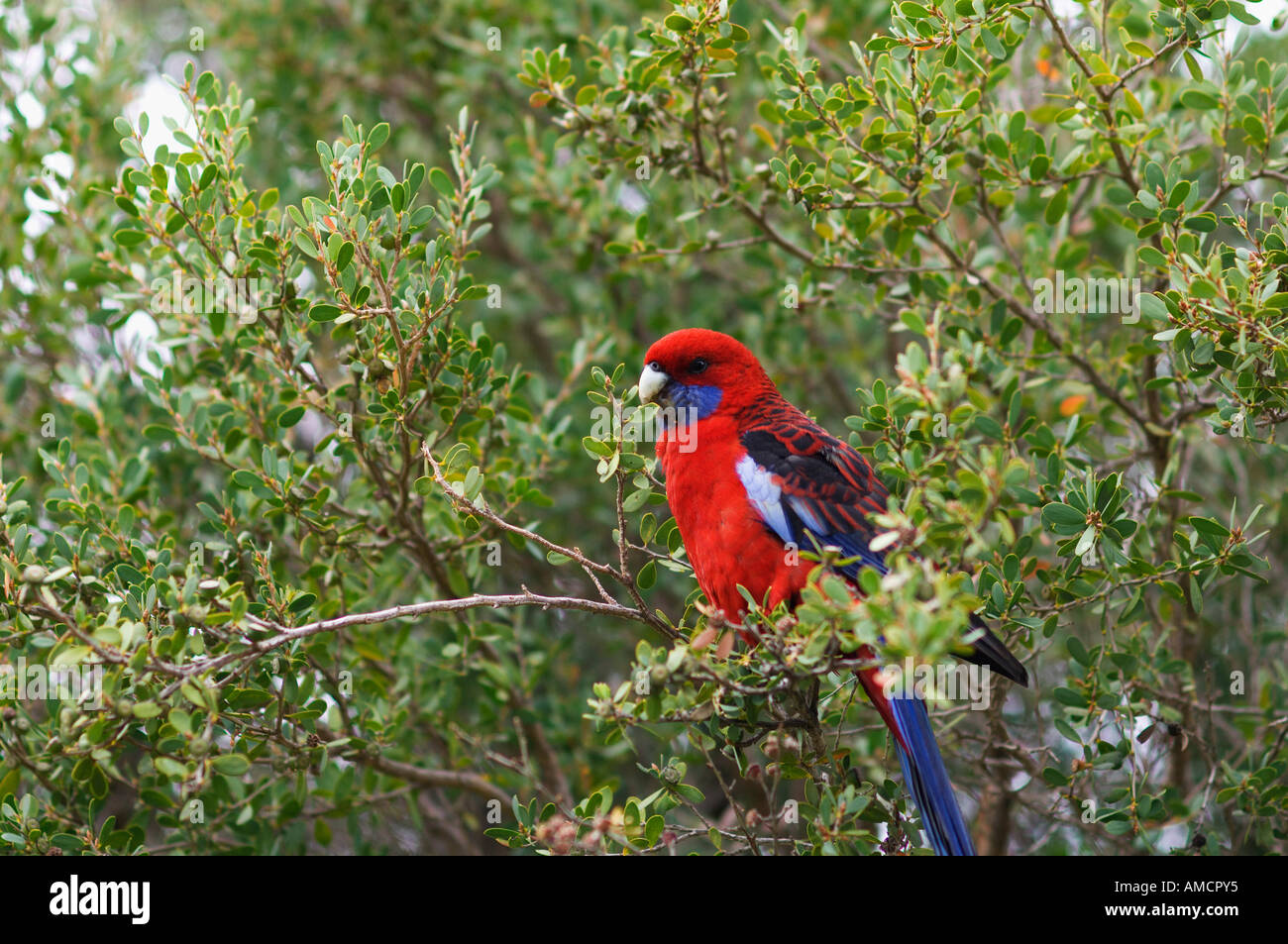 Crimson Rosella Parrot in Tree, Wilsons Promontory National Park ...
