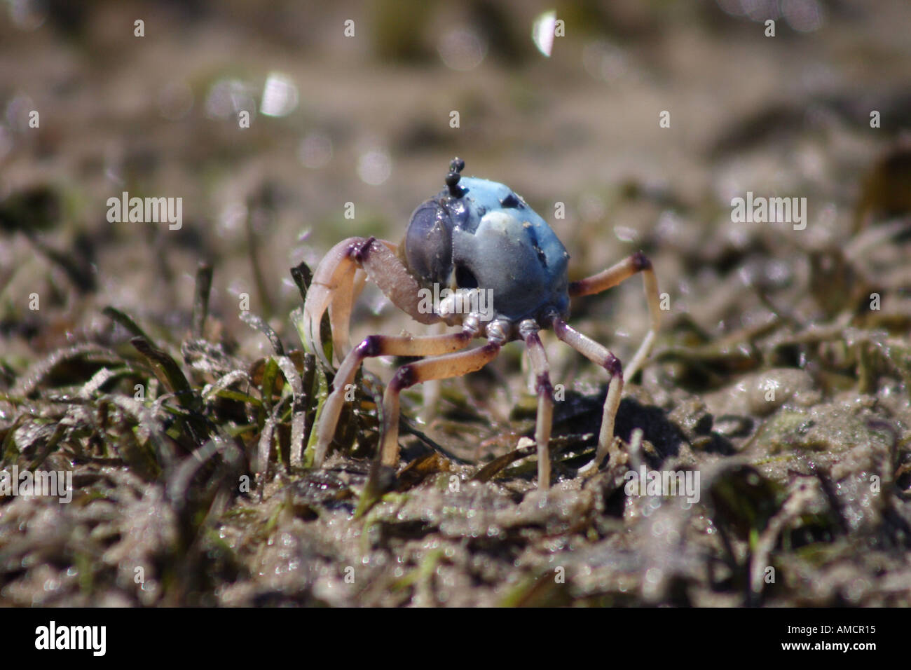 A GROUP OF SOLDIER CRABS MARCHING ON THE BEACH BAPD 2887 Stock Photo ...
